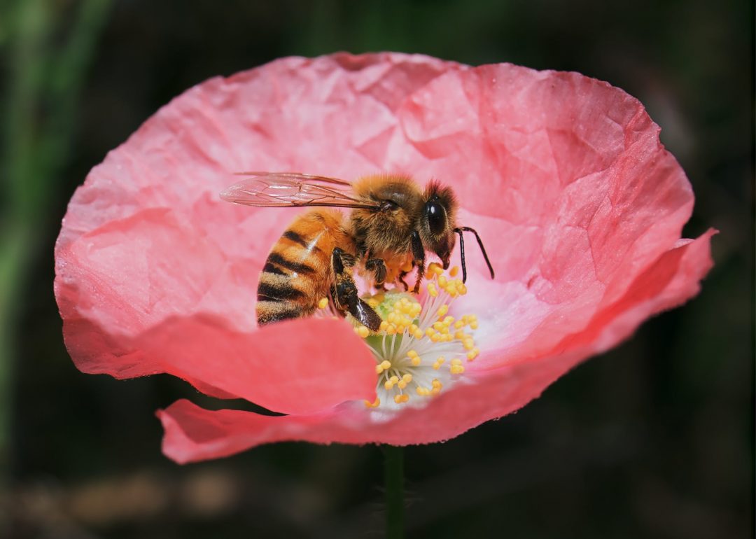 FREE SAMPLE – Pollen Power Bee Pollen | Freebie Depot